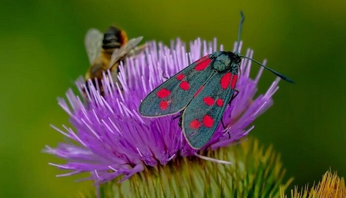 Significado bíblico de insectos en sueños - Números Milagrosos
